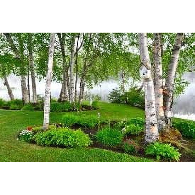 2 River Birch Trees Bareroot 18-24" - Walmart.com
