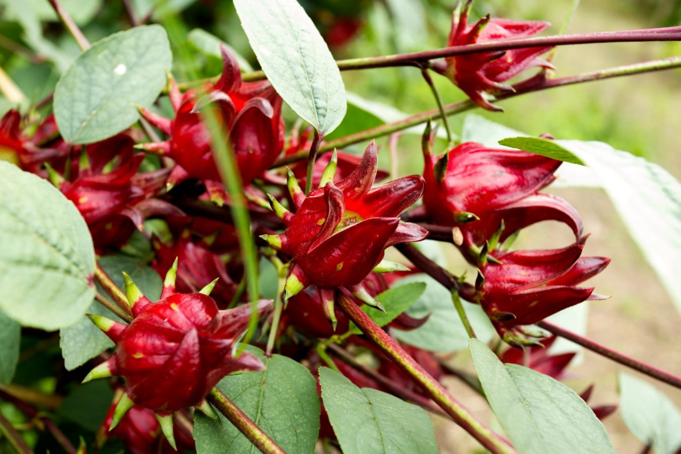 2 Roselle Hibiscus Live Plants 8-12" Tall in a 4" Pot - Hibiscus ...