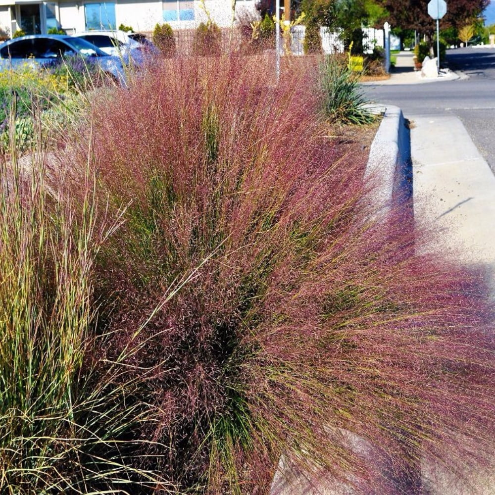 2 Ruby Muhly Grass Plant Live, Live Ruby Muhly Grass for Outdoor ...