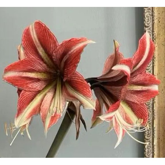 2 Ruby Star Amaryllis Bulb, 38mm Plus- Great for Forcing! Wonderful and ...