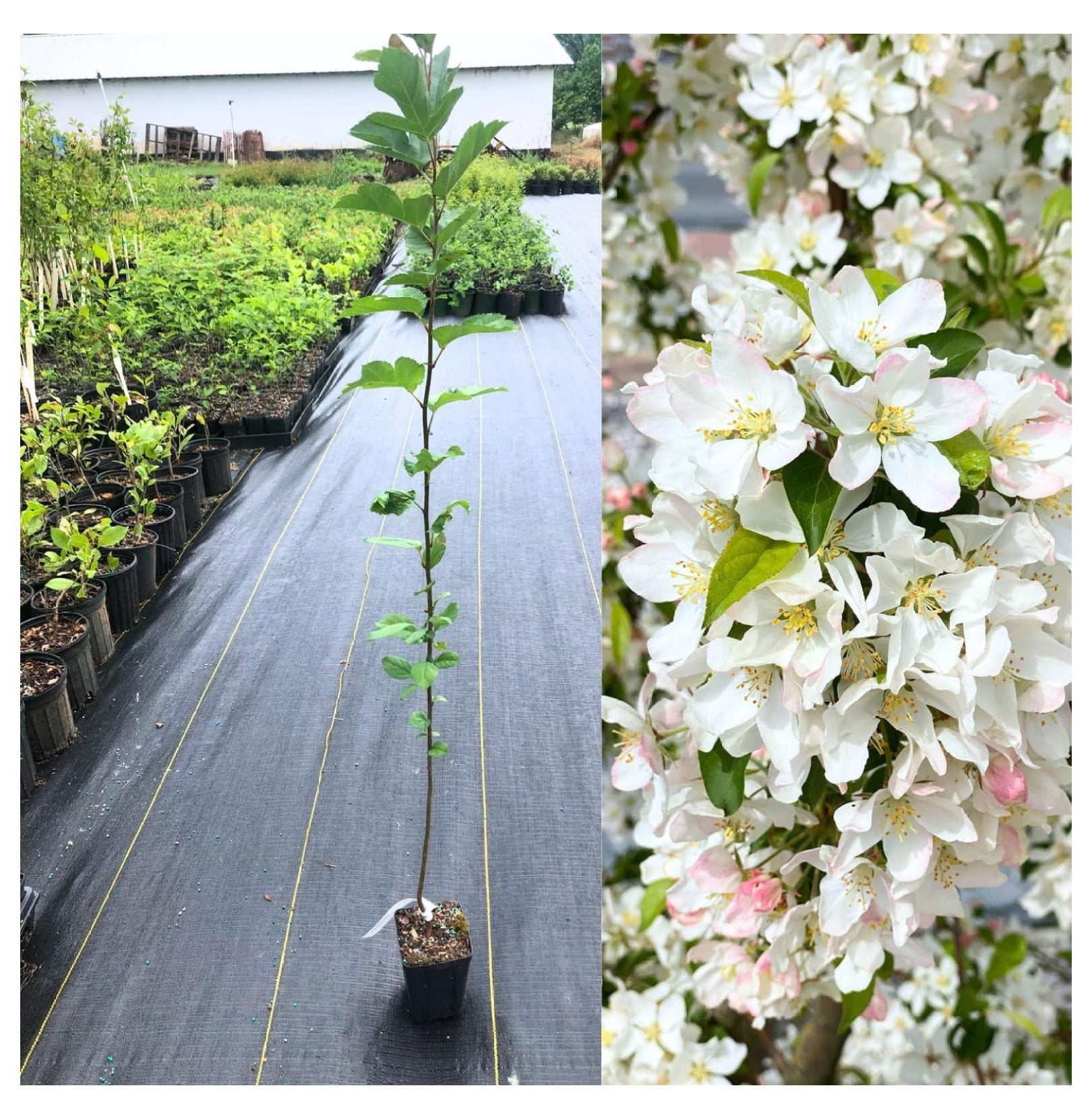 2 Sargent Crabapple Trees Live Plants for Growing, in Quart Pot ...