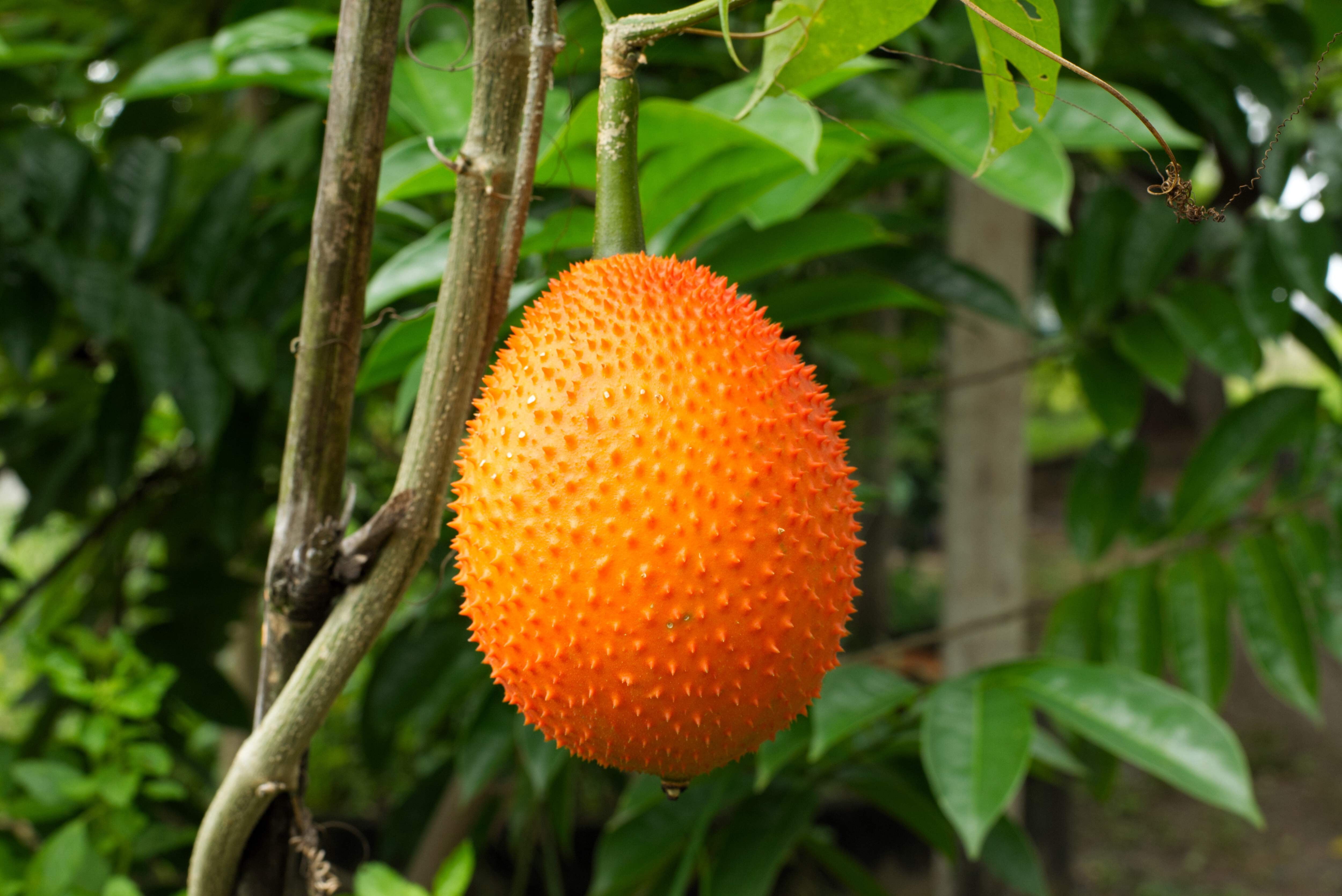 Gac Fruit (Momordica Cochinchinensis) - 2 seeds, Ideal for Summer ...