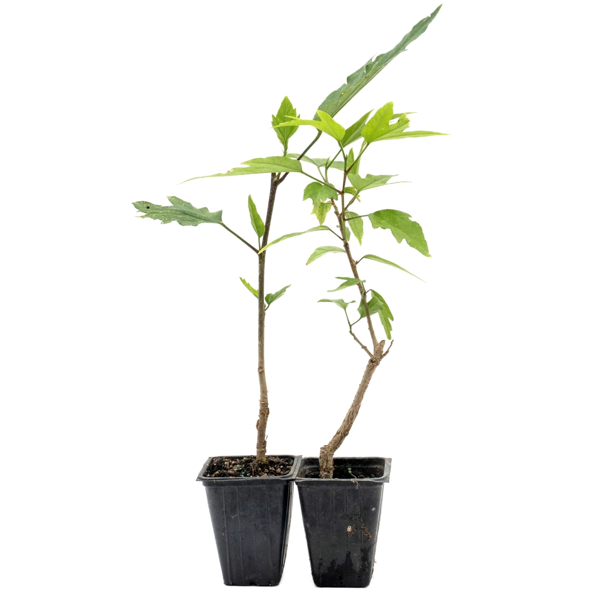 2 Sensation Hibiscus in 3.5" Nursery Cubes | Hibiscus ‘Sensation ...