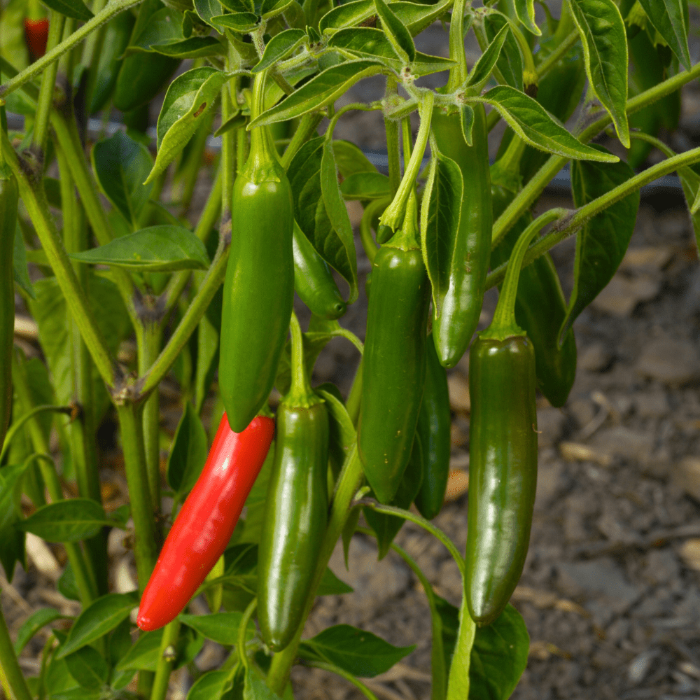 2 Serrano Pepper Live Plants, Hot Chili Peppers Outdoor Planting 4 to 7 Inches, 75 Days Old ...