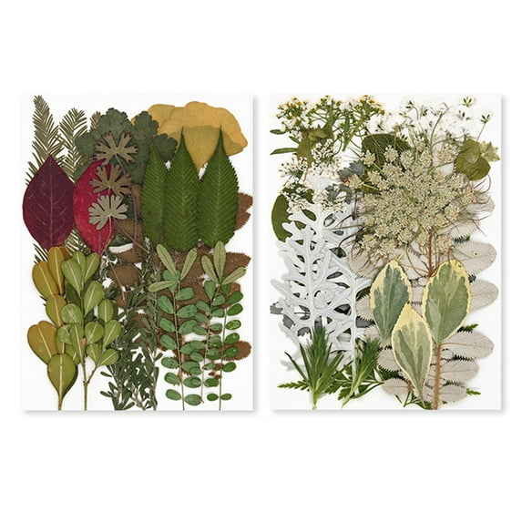 2 Sets Dried Flower Handmade Pressed Flower Real Flower Diy Material ...