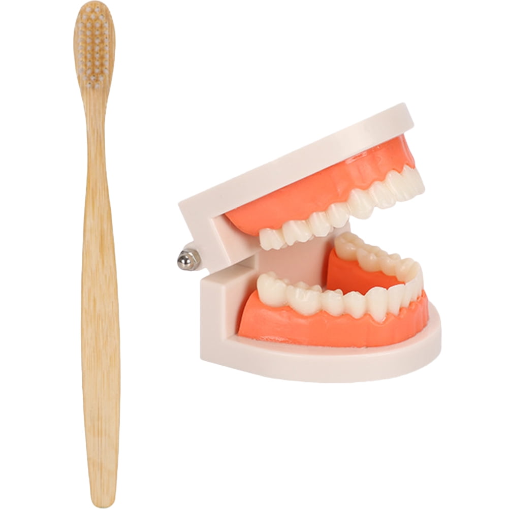 2 Sets Kids Educational Denture Model Fake Teeth Model Dental Teeth ...