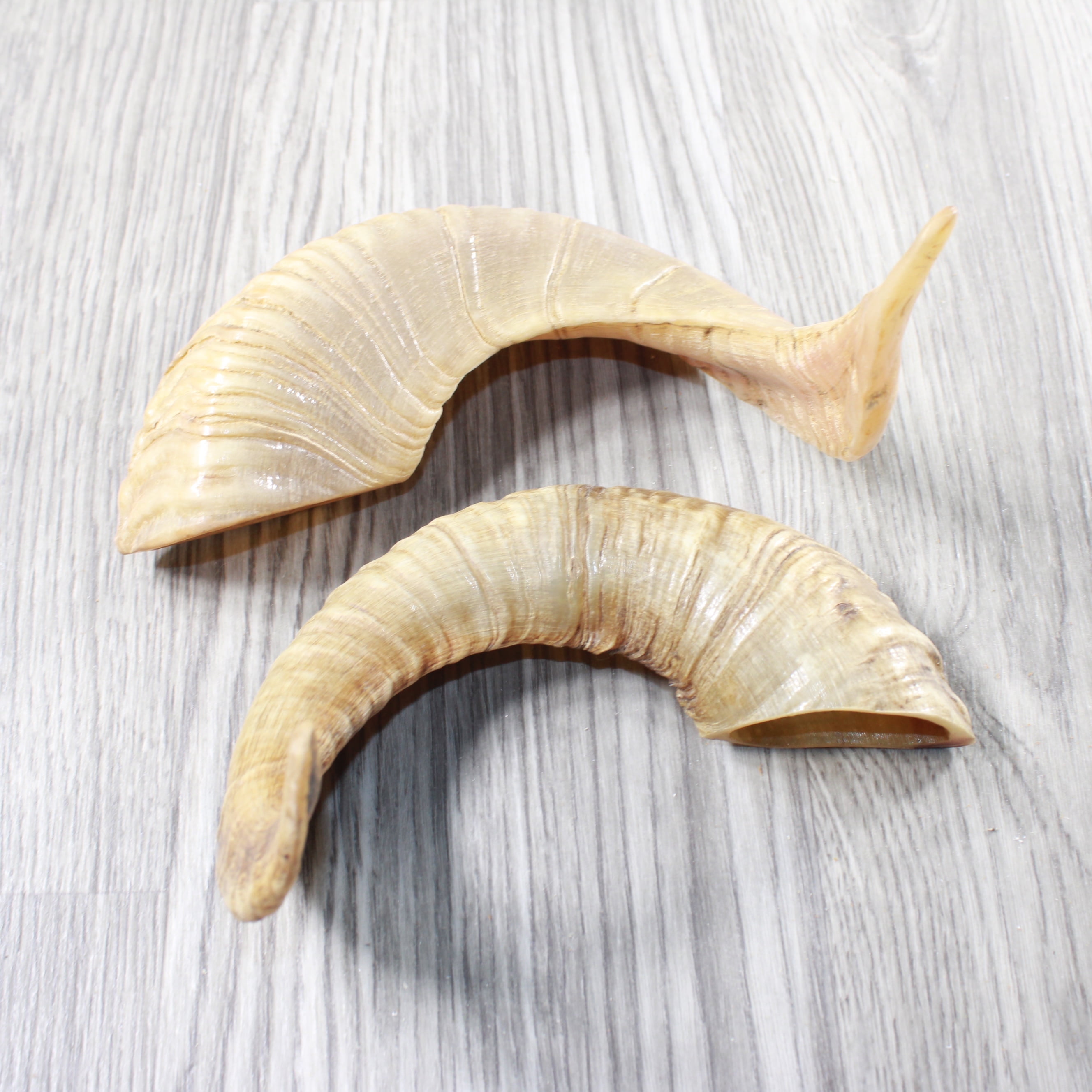 2 Sheep Horns #6053 Natural Colored Polished Ram Horns - Walmart.com
