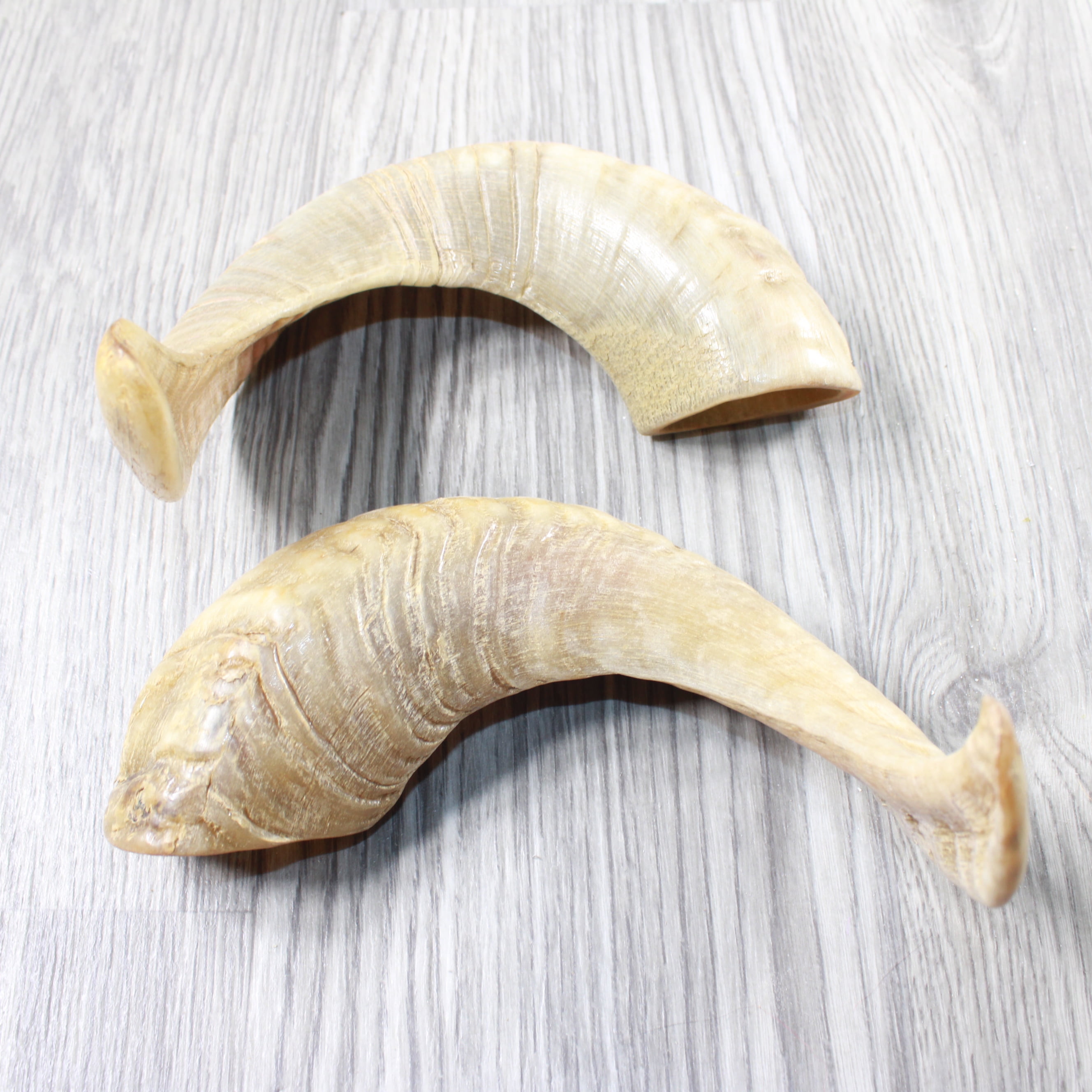 2 Sheep Horns #7954 Natural Colored Polished Ram Horns - Walmart.com