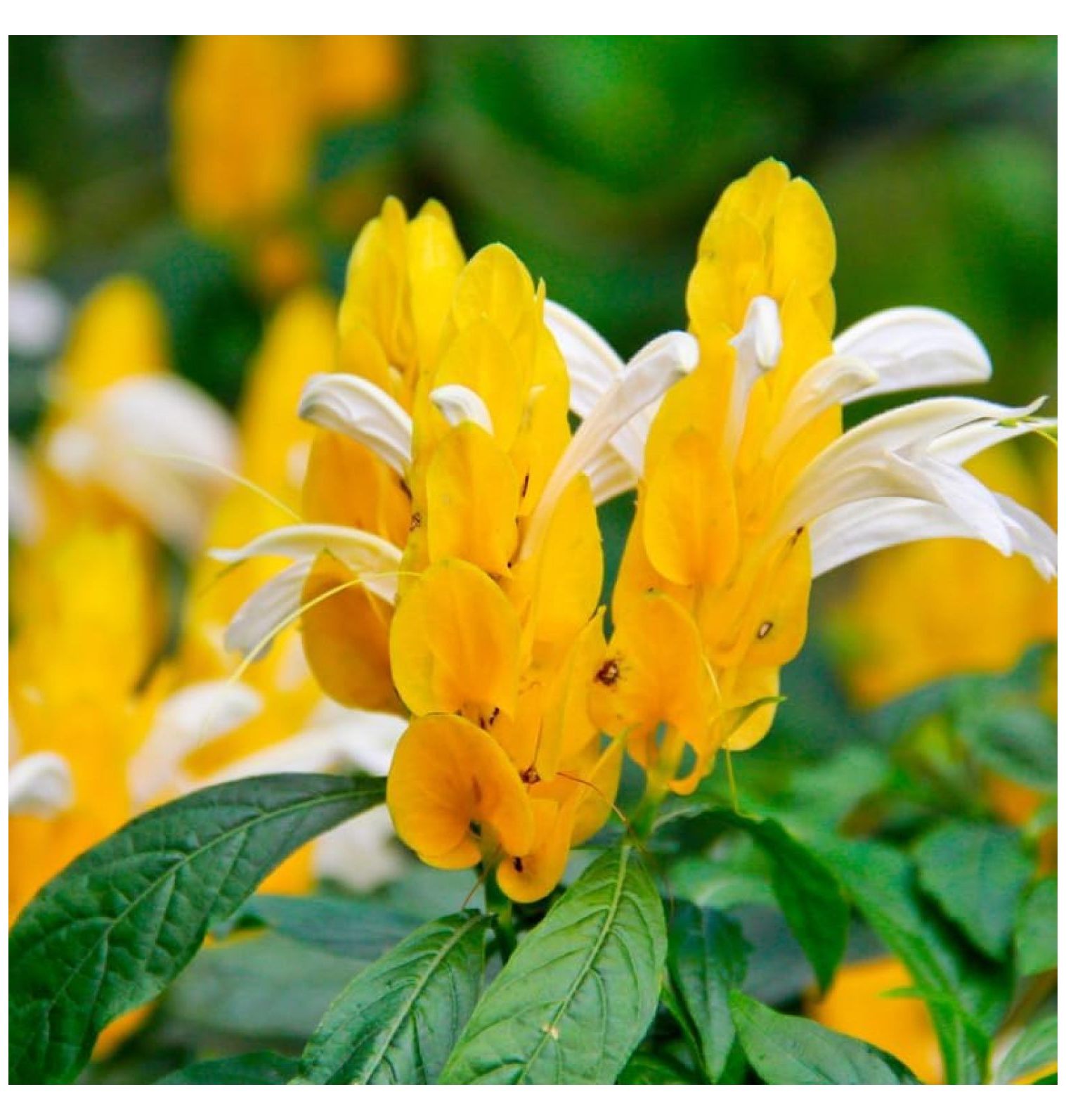 2 Shrimp Live Plants, Yellow Shrimp Plant Live, Justica Brandegeana ...