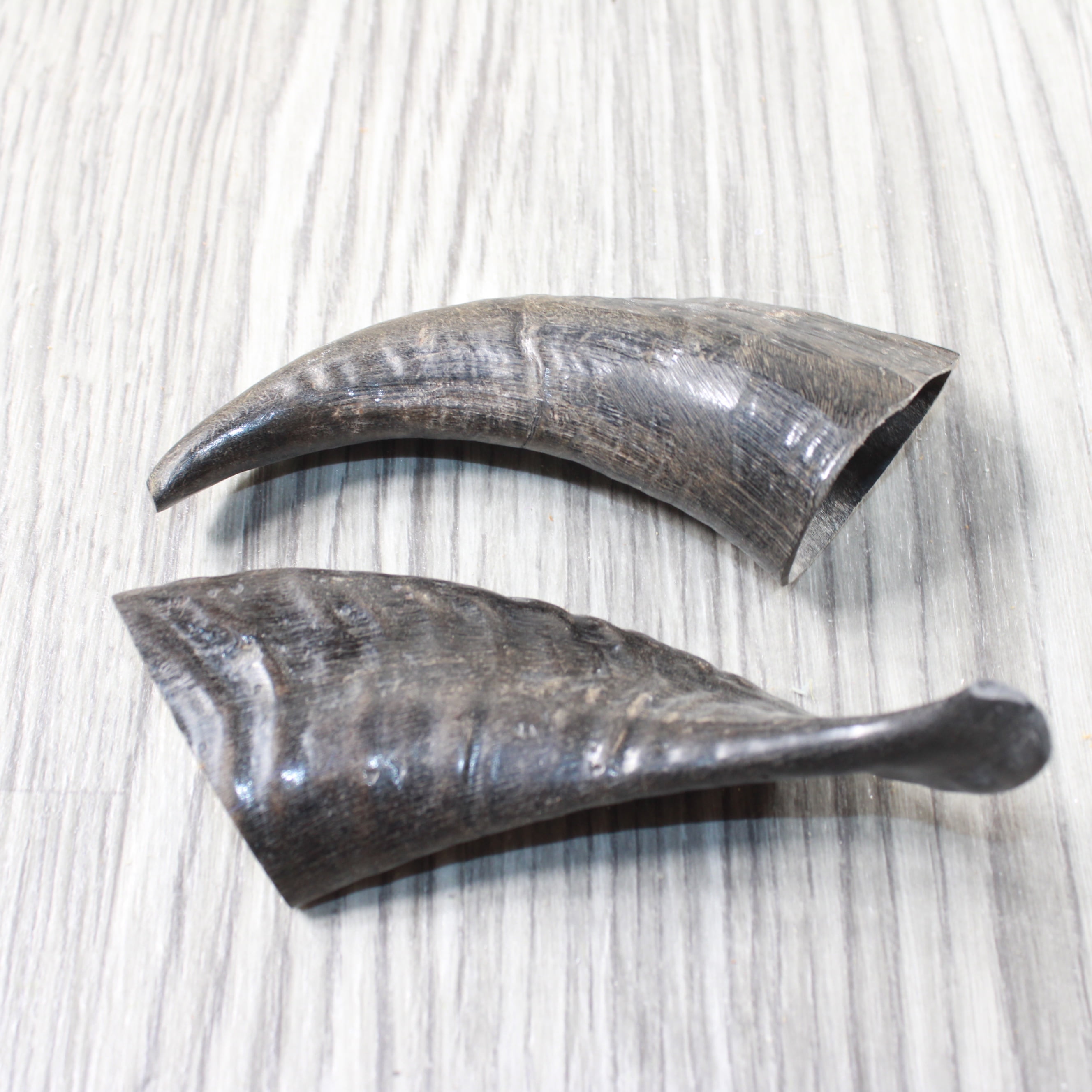 2 Small Polished Goat Horns #2053 Natural Colored - Walmart.com