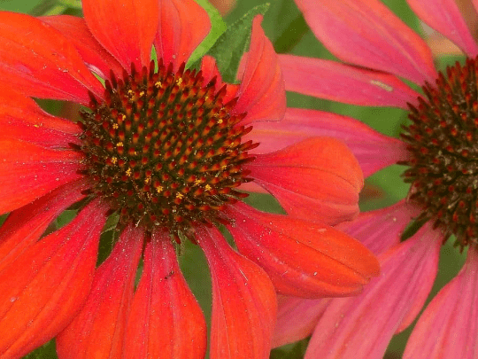 2 Sombrero Salsa Red Cone Flower/ Echinacea in 4 Inch Pots - Walmart.com