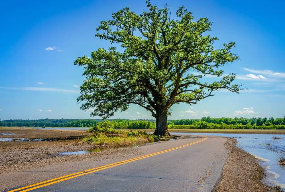 2 Southern Bur Oak Tree Seeds for Planting - Amazing and Exotic Fruit ...