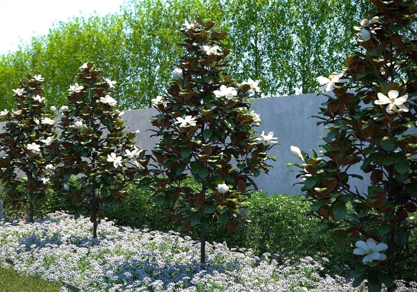 2 Southern Magnolia Trees Live Plants for Planting 6-12 Inches Tall ...