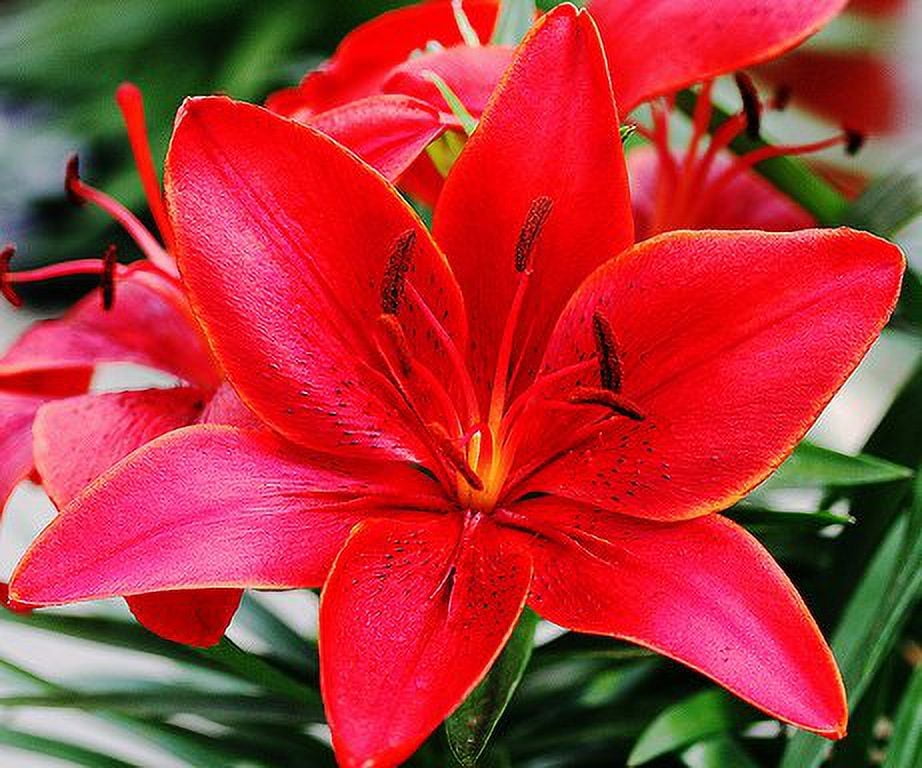(2) Spectacular Red Asiatic Lily Bulbs Flowering Perennial Year After ...