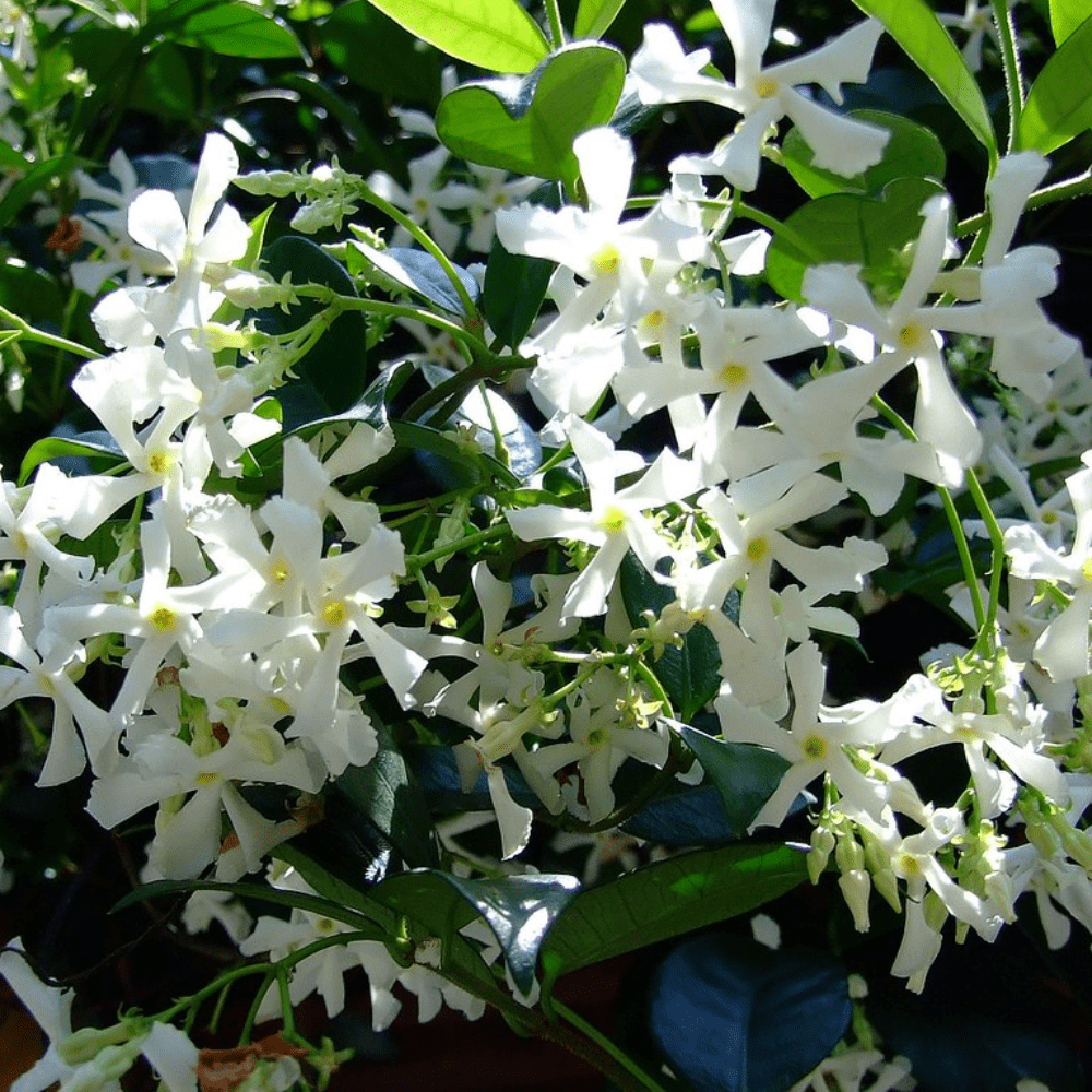 2 Star Jasmine Plant Live, Star Jasmine Live Plants Climbing Vine ...