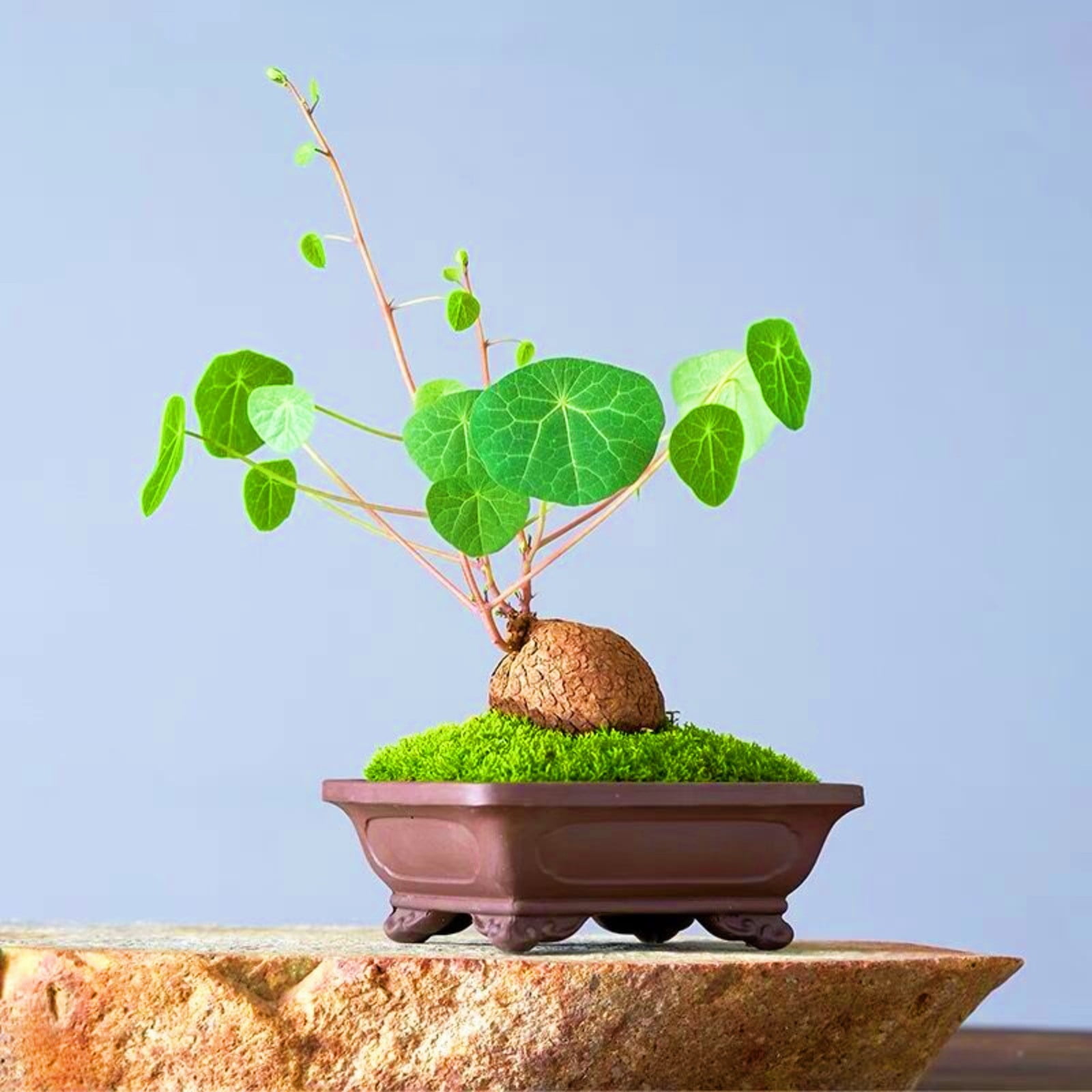 2 Stephania Bulb-Stephania Erecta Plant Stephania Erecta Plant Bulb ...