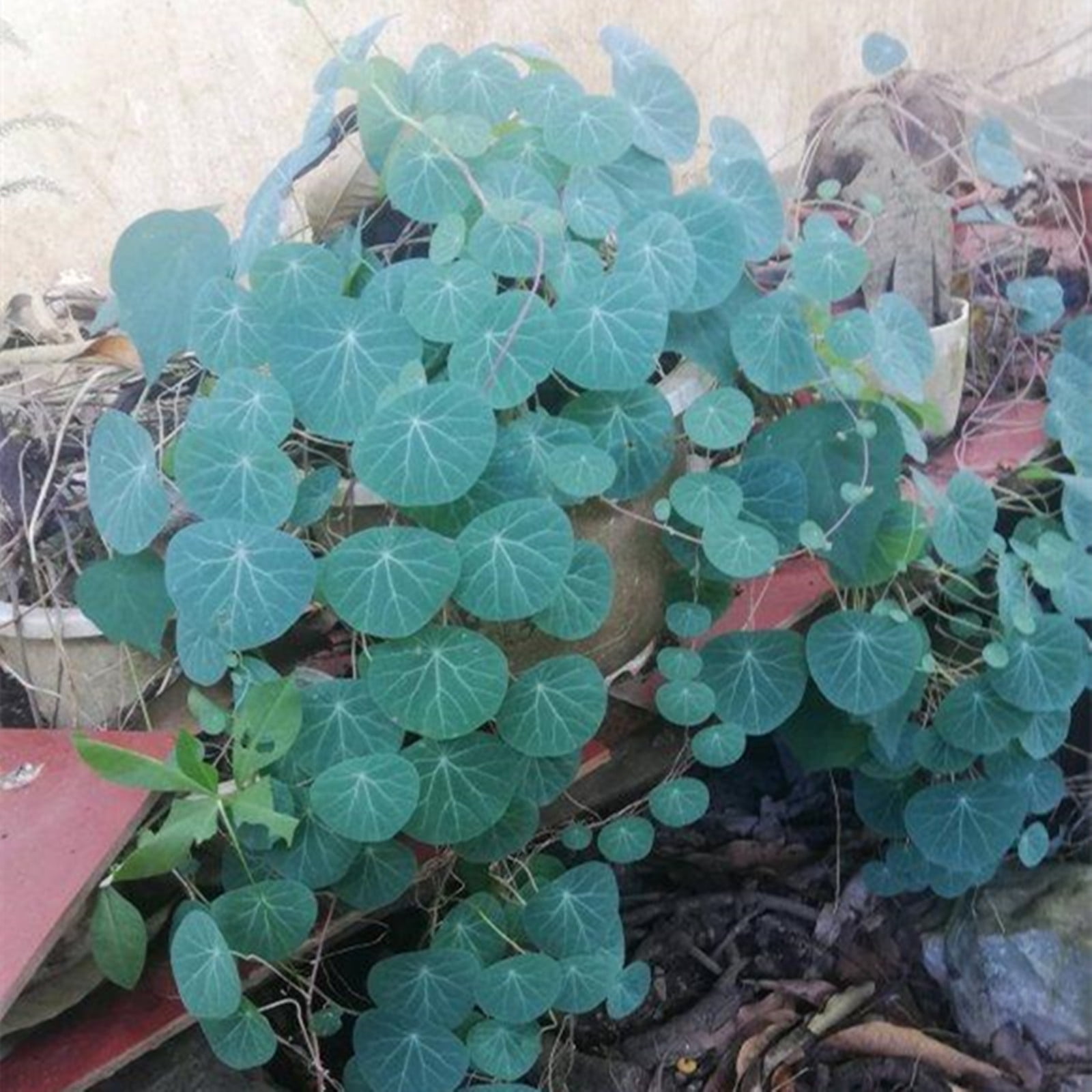 2 Stephania Bulbs,Stephania Erecta Bulb,Stephania Plant Bulbs, Year ...