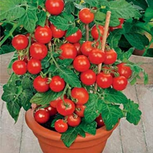 2 Sugar Rush Tomato Plants Live For Planting Outdoors, 5 to 8 Inch Tall ...