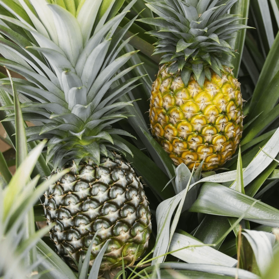 2 Sugarloaf Pineapple Plants Ananas Comosus Tropical Pineapple Fruit ...