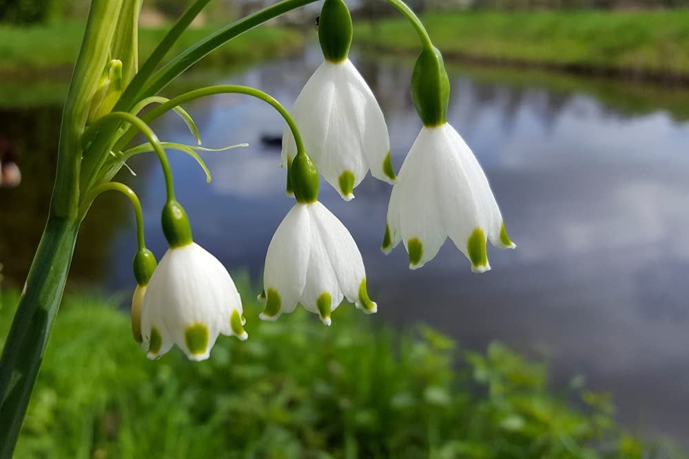 2 Summer Snowflake Leucojum Bulbs for Planting - Stunning White Weeping Flowers - Easy to Grow ...