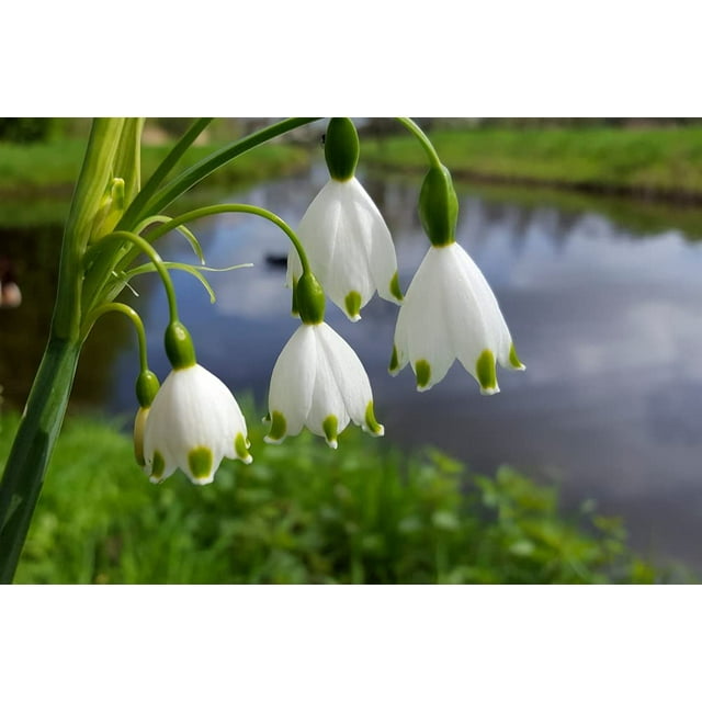 2 Summer Snowflake Leucojum Bulbs for Planting - Stunning White Weeping ...
