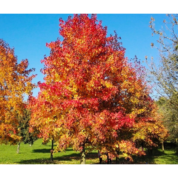 2 Sweet Gum Native Live Plants Bare Roots Dormant 6-12" Tall, Hardy ...