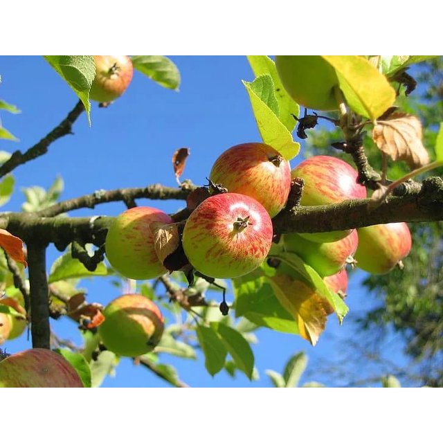2 Sweet Sixteen Apple Trees Bareroot 2-3 feet tall - Walmart.com