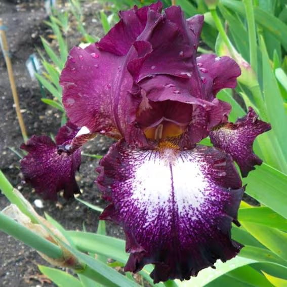 2 Tennison Ridge Iris - Iris Reblooming Bareroots - Walmart.com