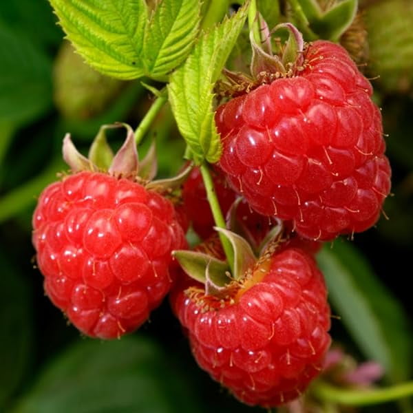 2 Thornless Raspberry Plants Live for Planting Outdoor, Red Raspberry ...