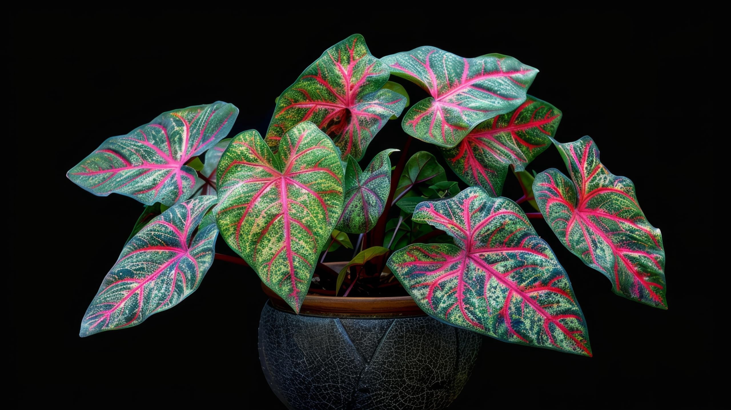 2 Tricolor Caladium Bulbs for Growing - Indoor/Outdoor - Stunnning ...