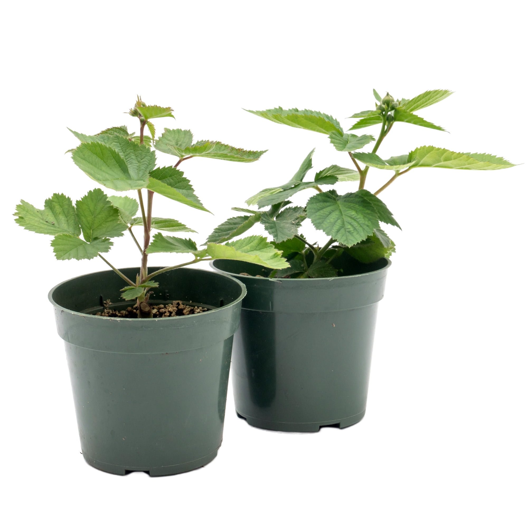 2 Triple Crown BlackBerry, Thornless Live Plants in 4‚Äù Nursery Pots ...