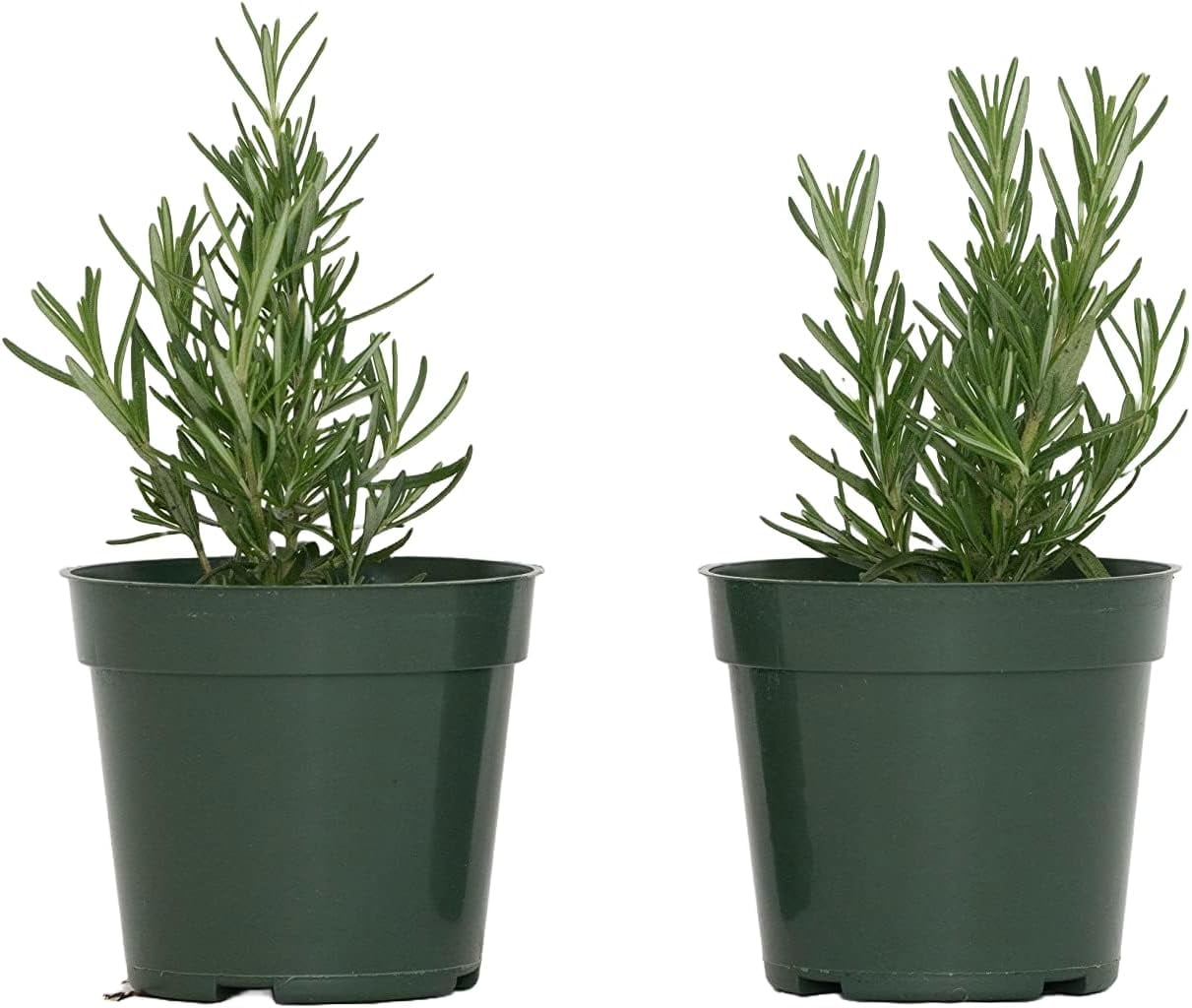 2 Indoor Fresh Herbal Tuscan Blue Rosemary Plants, 4" Nursery Pots ...