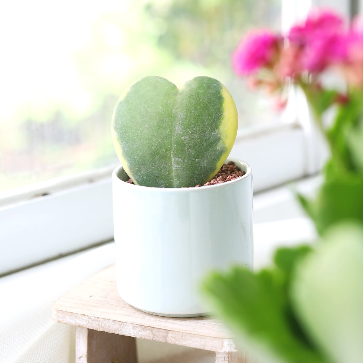 2" Variegated Hoya Kerrii Heart (Sweetheart Plant) – Rare Live ...
