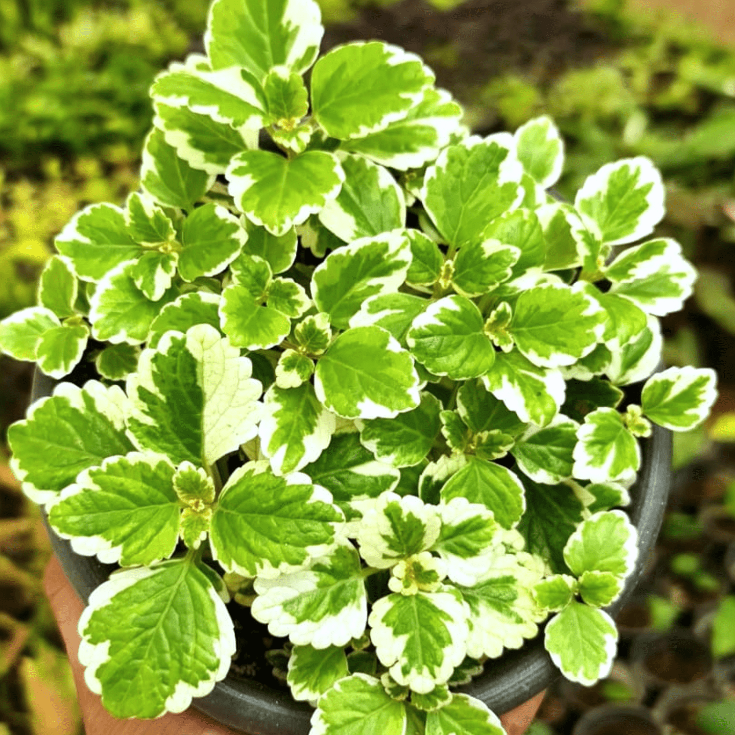 2 Variegated Swedish Ivy Plants Live, 4-8 Inch Tall, Plectranthus ...