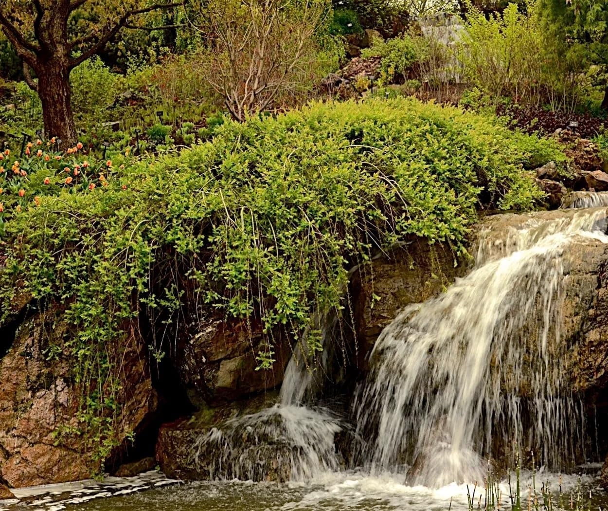 2 Waterfall Willow Bush Cuttings to Grow - Walmart.com