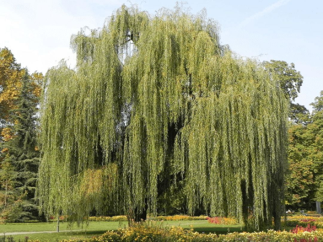 2 Weeping Willow Bareroot Trees Ready to Plant Beautiful Arching Canopy ...