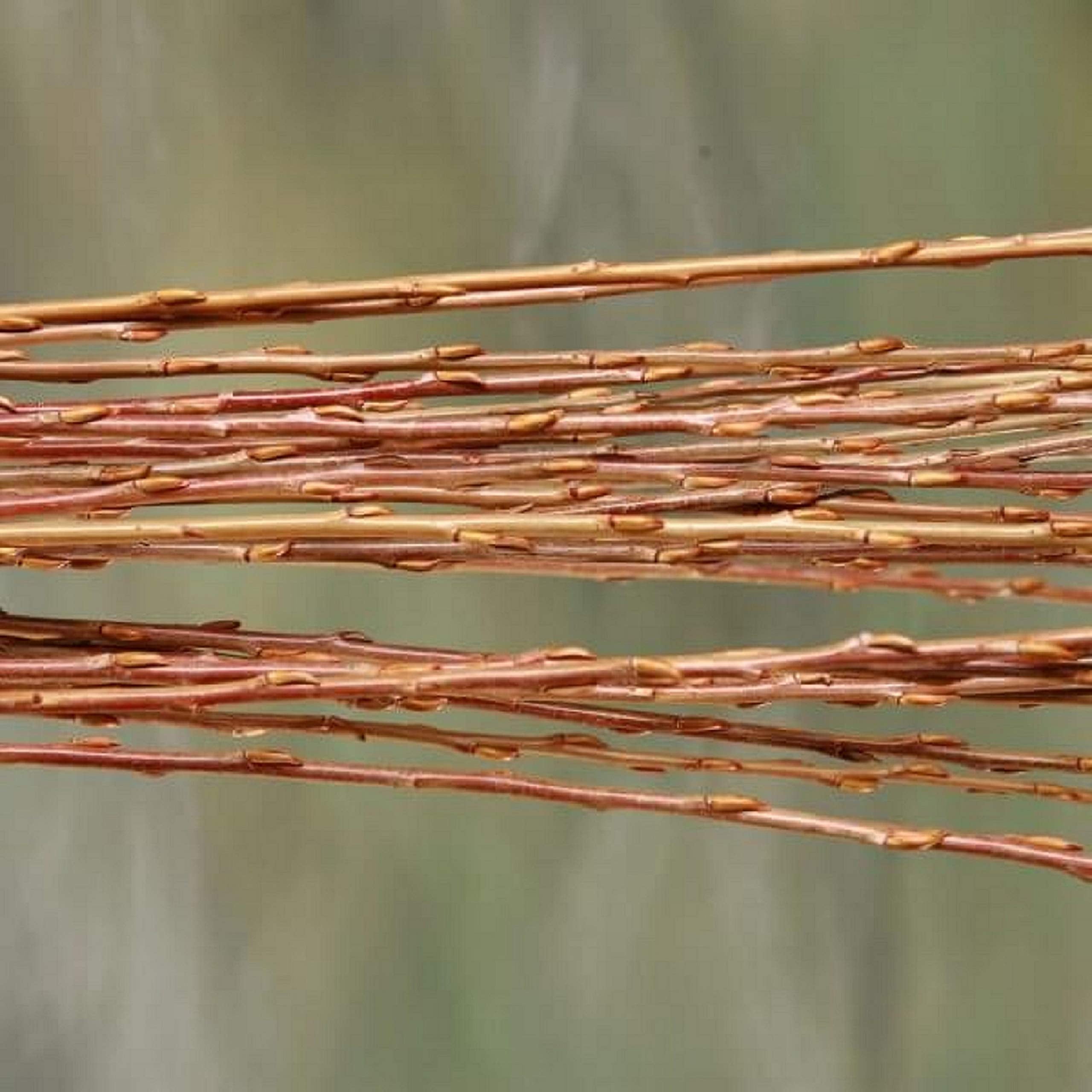 2 Weeping Willow Trees Ready to Plant Beautiful Arching Canopy #BC2 ...