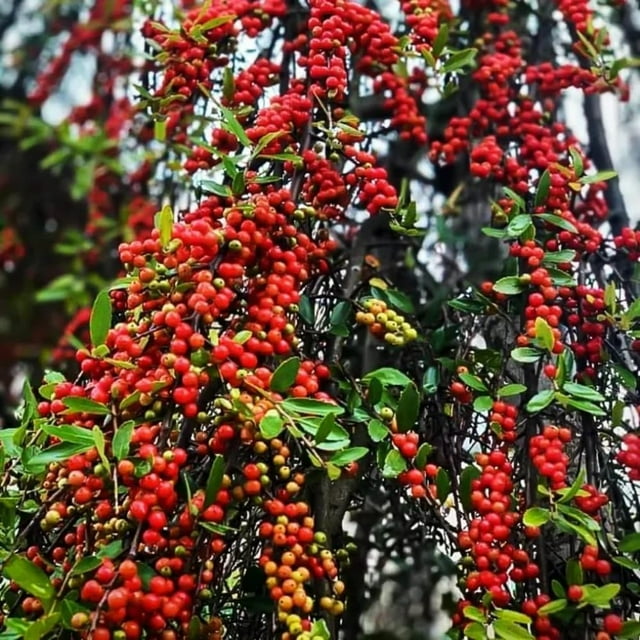 2 Weeping Yaupon Holly Trees Live Plants for Hedges and Borders, Well ...