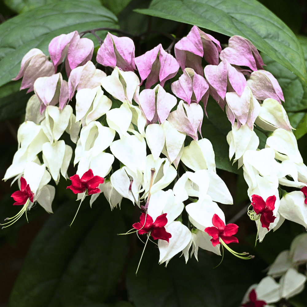 2 White Clerodendrum Bleeding Heart Plants 5-8 Inc Tall - Great for Beautifying Indoor and ...