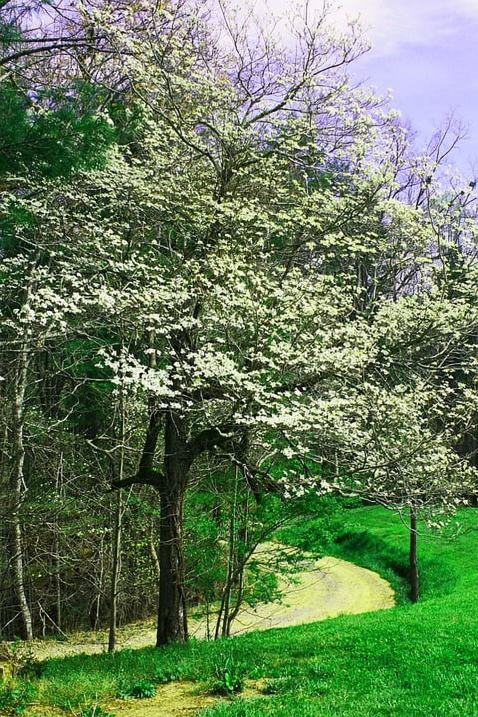 Outdoor Live White Dogwood Shade Trees, 2 Bareroot 12-18 - Walmart.com