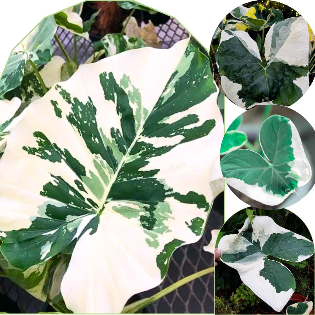 2 White Green Colocasia Live Plants, Alocasia Elephant Ear Live Plant ...