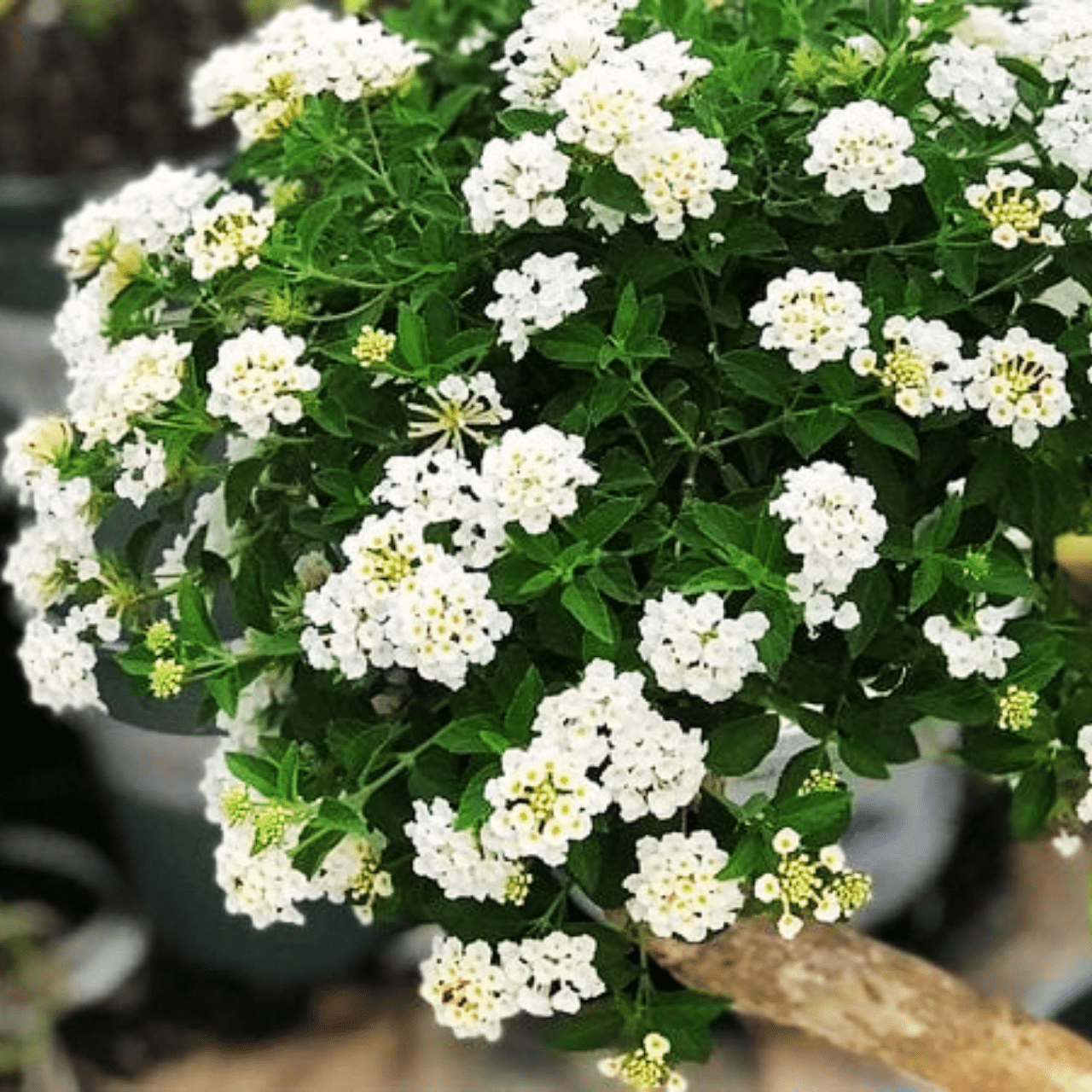 2 White Lantana Plants Live For Planting Outdoors, Trailing Lantana ...