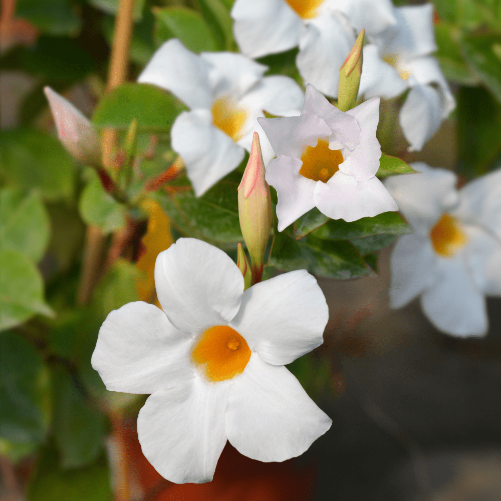 2 White Mandevilla Live Plants, Mandevilla Flowering Vine Plants 4 to 6 ...