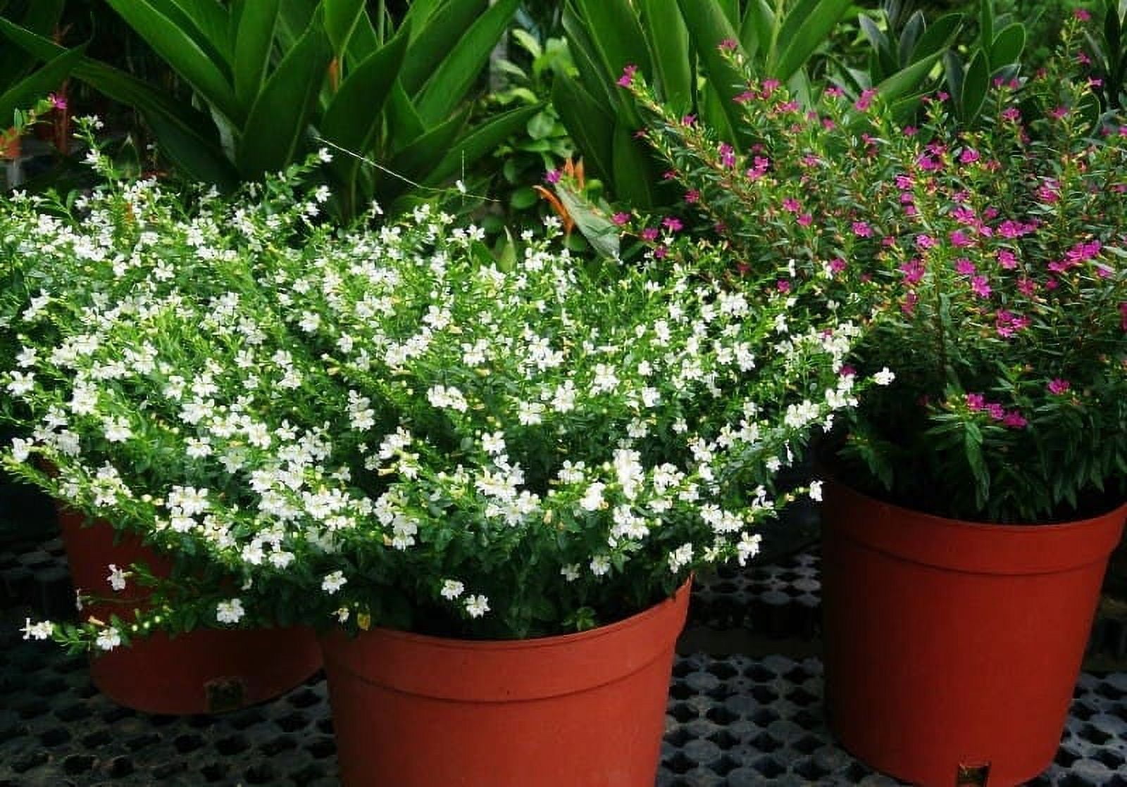 2 White Mexican False Heather in 4 inch pot Cuphea hyssopifolia ‘Alba ...