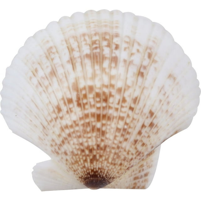 2 White Pecten Bulk Seashells Bag of Sea Shells 1.5-2.5" (1 Kilo) (Set ...