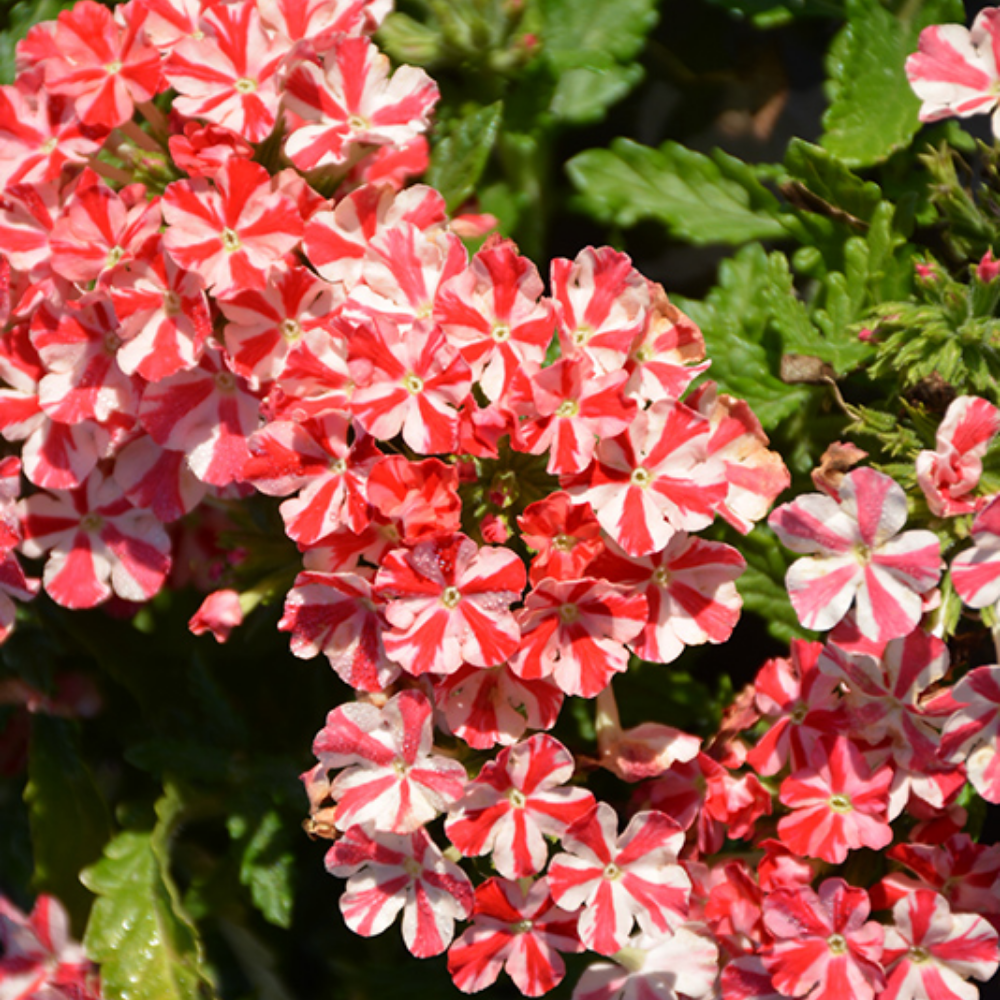 2 White Red Verbena Plants, Perennial Verbena Flower Trailing Plants 3 ...