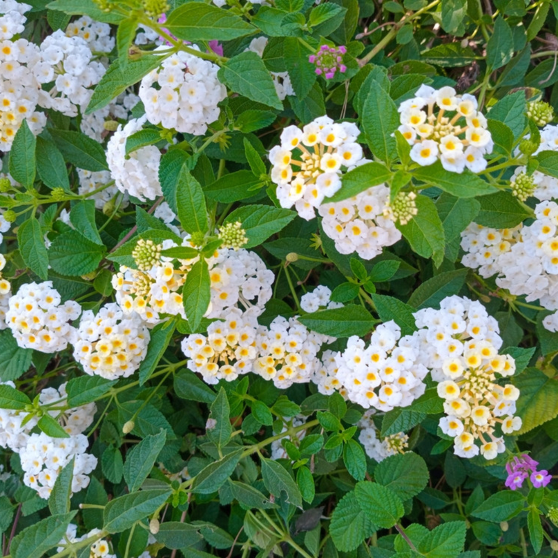 2 White Trailing Lantana Plants, Lantana Flowers Live Plant, Ready to ...