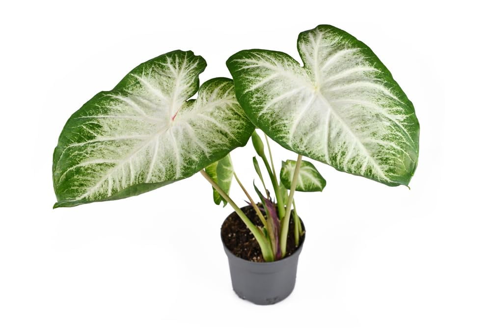 2 White and Green Caladium Bulbs for Planting - Aaron Caladium ...