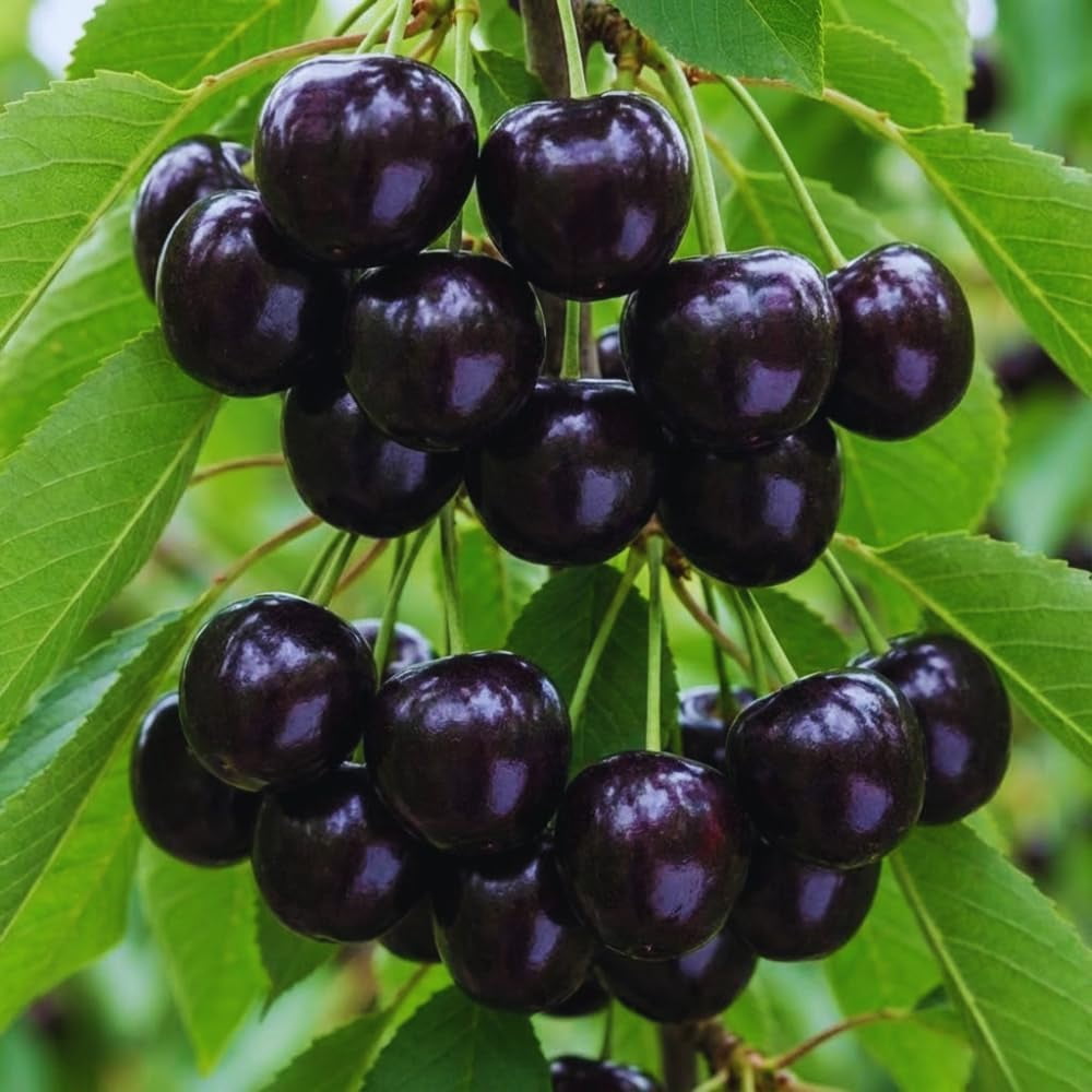 2 Wild Black Cherry Trees Bare Roots, Sweet Cherry Fruit Tree, 3-4 Ft ...