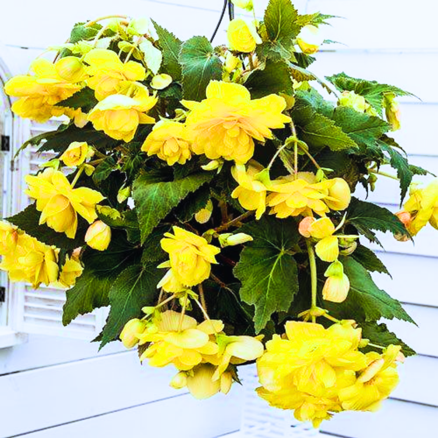 2 Yellow Begonia Plants, Begonia Plants Live, Begonias Flowering Plants ...